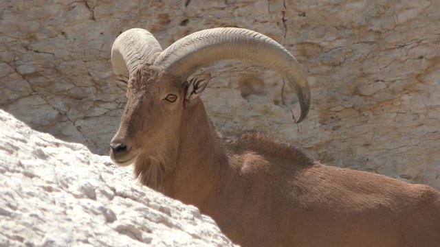 Caprids Images – Parcourir 7,160 le catalogue de photos, vecteurs et ...