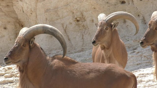 Caprids Images – Parcourir 7,160 le catalogue de photos, vecteurs et ...