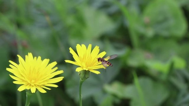 รูปภาพPoppare – เลือกดูภาพถ่ายสต็อก เวกเตอร์ และวิดีโอ35 | Adobe Stock