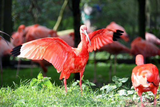 Imagens de Gregario – Explore Fotografias do Stock, Vetores e Vídeos de ...