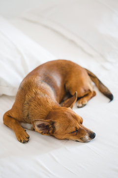 Chient Images – Browse 15 Stock Photos, Vectors, and Video | Adobe Stock