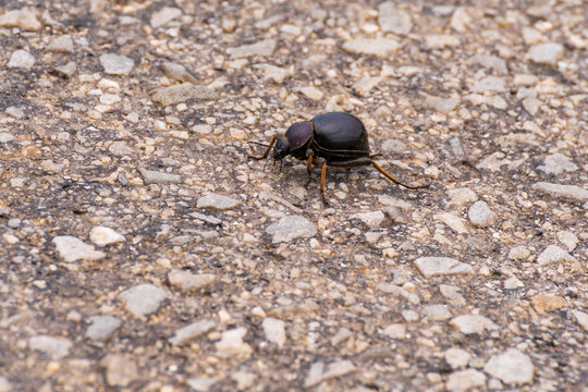 Dungbeetle Images – Browse 126 Stock Photos, Vectors, and Video | Adobe ...