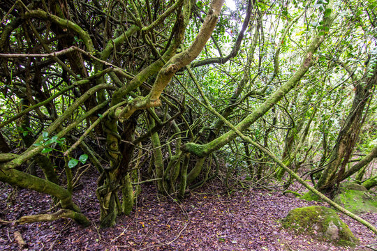 Ovalle Images – Browse 60 Stock Photos, Vectors, and Video | Adobe Stock