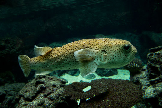 32 BEST Spot-Fin IMAGES, STOCK PHOTOS & VECTORS | Adobe Stock