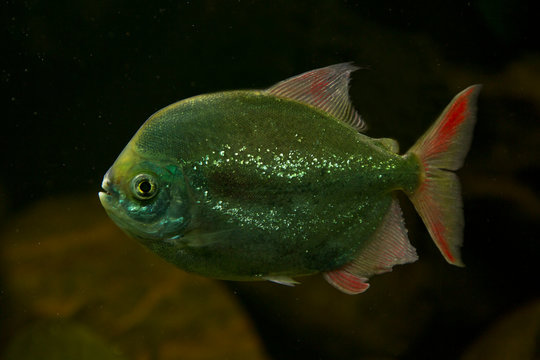 Myleus Images – Browse 39 Stock Photos, Vectors, and Video | Adobe Stock