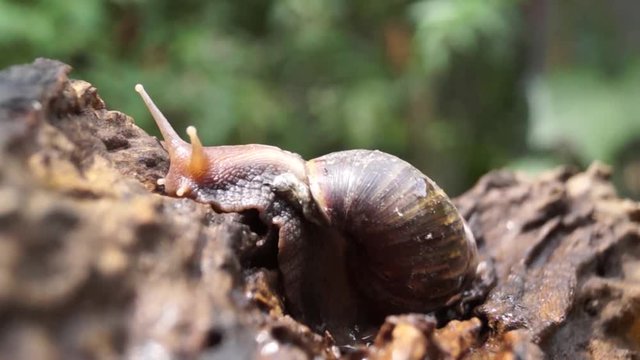 Bayuko-Bilder: Stock-Fotos & -Videos. | Adobe Stock