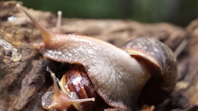 Bayuko-Bilder: Stock-Fotos & -Videos. | Adobe Stock