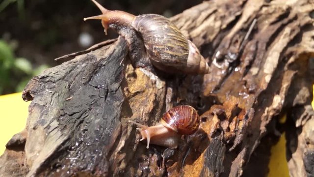 Bayuko-Bilder: Stock-Fotos & -Videos. | Adobe Stock