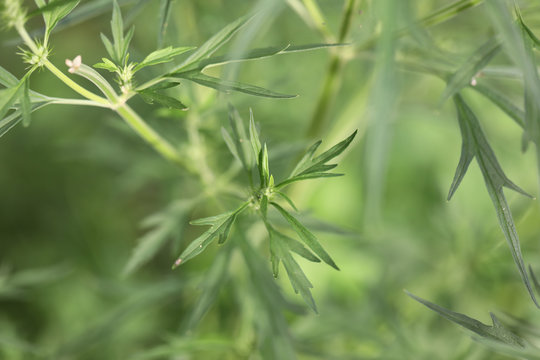 Ocimen Bilder – Durchsuchen 59 Archivfotos, Vektorgrafiken und Videos ...