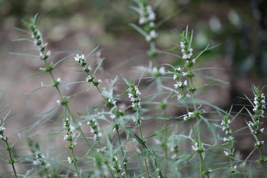 Ocimen Bilder – Durchsuchen 59 Archivfotos, Vektorgrafiken und Videos ...