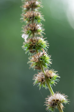 Ocimen Bilder – Durchsuchen 59 Archivfotos, Vektorgrafiken und Videos ...