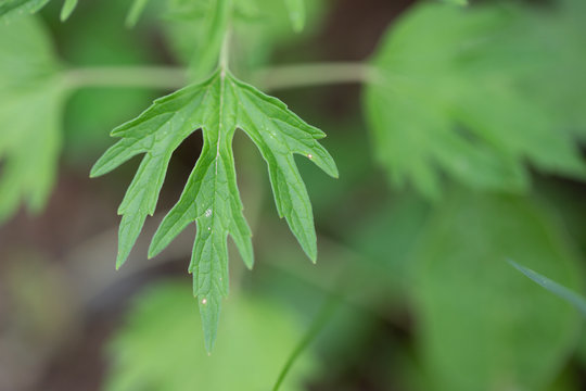 Ocimen Bilder – Durchsuchen 59 Archivfotos, Vektorgrafiken und Videos ...