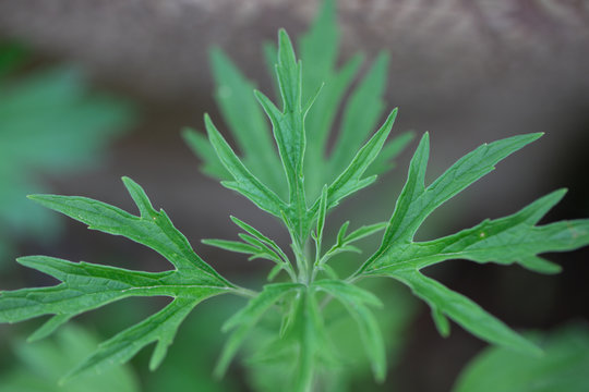 Ocimen Bilder – Durchsuchen 59 Archivfotos, Vektorgrafiken und Videos ...