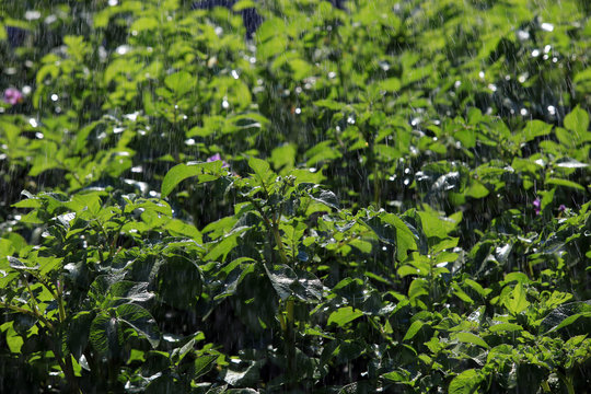 "Potato Tops"-Bilder: Stock-Fotos & -Videos. | Adobe Stock