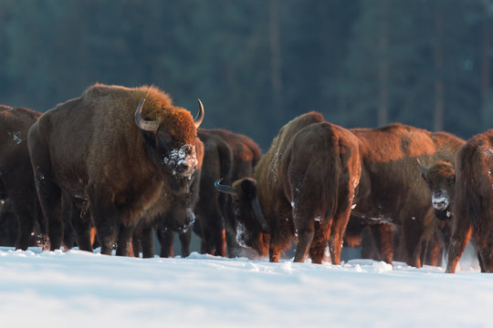 รูปภาพWisent – เลือกดูภาพถ่ายสต็อก เวกเตอร์ และวิดีโอ18,610 | Adobe Stock