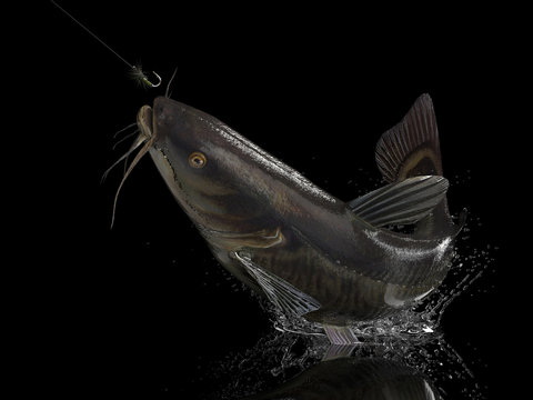Catfish Images – Browse 31,349 Stock Photos, Vectors, and Video | Adobe ...