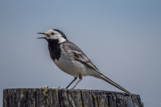 arne photos, images, assets | Adobe Stock