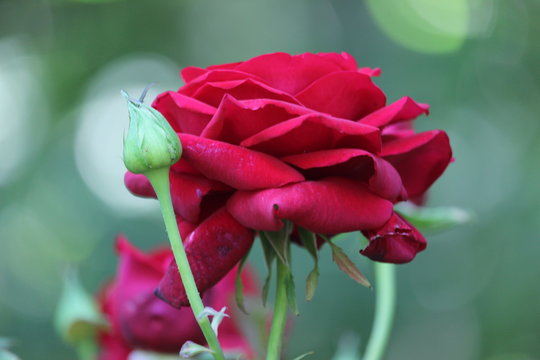 รูปภาพRosenrot – เลือกดูภาพถ่ายสต็อก เวกเตอร์ และวิดีโอ273 | Adobe Stock