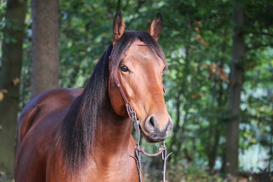 Bay Quarter Horses Face