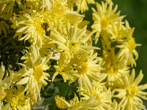 รูปภาพChrysantheme – เลือกดูภาพถ่ายสต็อก เวกเตอร์ และวิดีโอ8,462 ...