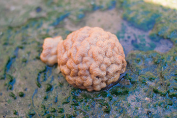 Real Brain photos, royalty-free images, graphics, vectors & videos ...