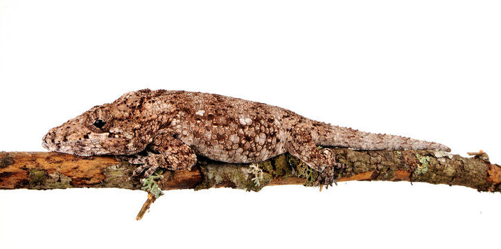 Western Bearded Anole