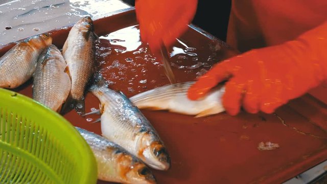 Evisceration bilder – Bläddra bland 356 stockfoton, vektorer och videor ...