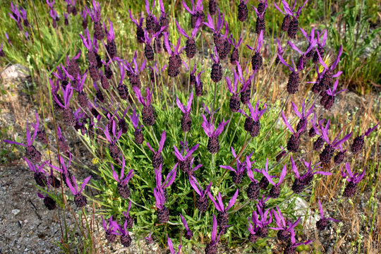 Capuyo bilder – Bläddra bland 65 stockfoton, vektorer och videor ...