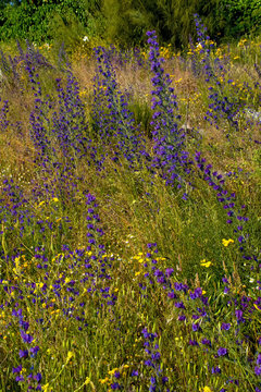 Capuyo Bilder – Durchsuchen 65 Archivfotos, Vektorgrafiken und Videos ...