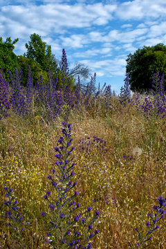 Capuyo Bilder – Durchsuchen 65 Archivfotos, Vektorgrafiken und Videos ...