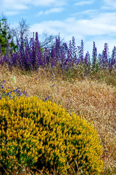 Capuyo Bilder – Durchsuchen 65 Archivfotos, Vektorgrafiken und Videos ...