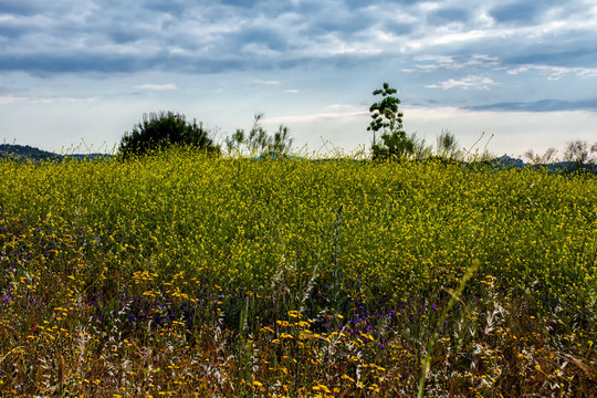 Capuyo bilder – Bläddra bland 65 stockfoton, vektorer och videor ...