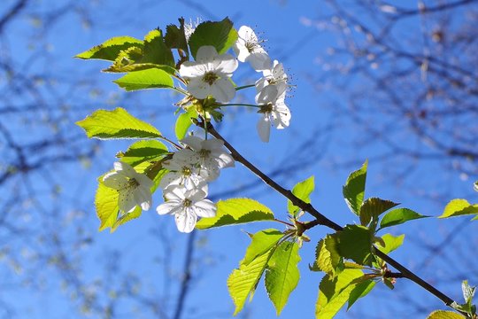 Optimisus bilder – Bläddra bland 1 stockfoton, vektorer och videor ...