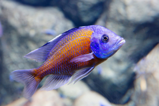 "Jaw Fish" Images – Browse 53 Stock Photos, Vectors, and Video | Adobe ...