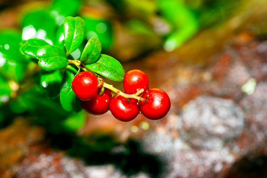 รูปภาพFoxberry – เลือกดูภาพถ่ายสต็อก เวกเตอร์ และวิดีโอ53,865 | Adobe Stock