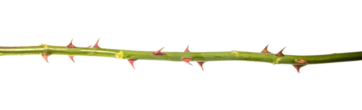 รูปภาพSpikes – เลือกดูภาพถ่ายสต็อก เวกเตอร์ และวิดีโอ432,247 | Adobe Stock