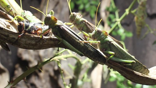 Cavallette Images – Browse 141 Stock Photos, Vectors, and Video | Adobe ...