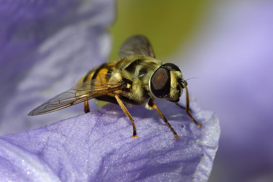 Sirfide-Bilder: Stock-Fotos & -Videos. | Adobe Stock