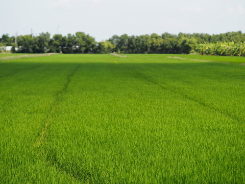 Viridity Images – Browse 834 Stock Photos, Vectors, and Video | Adobe Stock