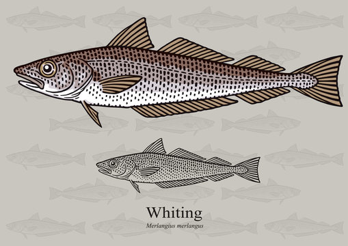 Whiting Fish