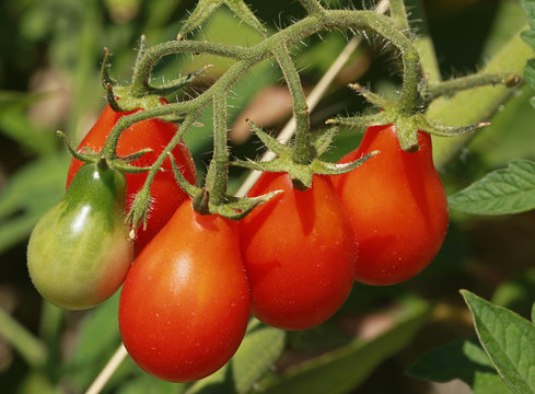 "Mini Tomate" Images – Browse 58 Stock Photos, Vectors, and Video ...