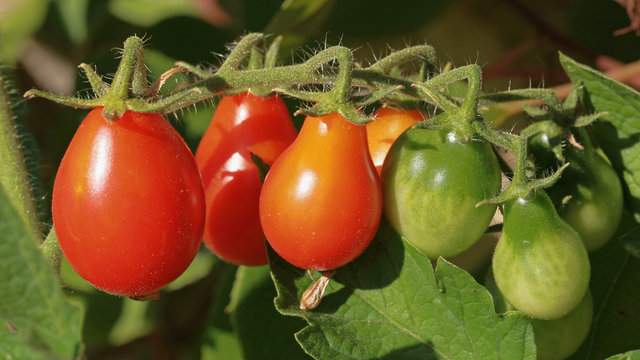 "Mini Tomate" Images – Browse 59 Stock Photos, Vectors, and Video ...