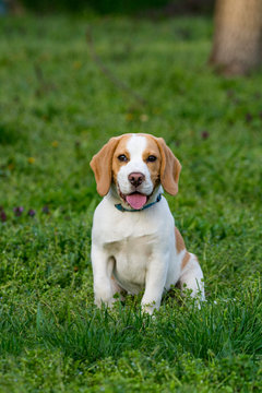 รูปภาพ"The Dog" – เลือกดูภาพถ่ายสต็อก เวกเตอร์ และวิดีโอ843 | Adobe Stock