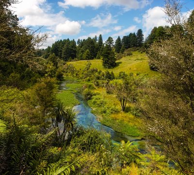 Putaruru Images – Browse 222 Stock Photos, Vectors, and Video | Adobe Stock