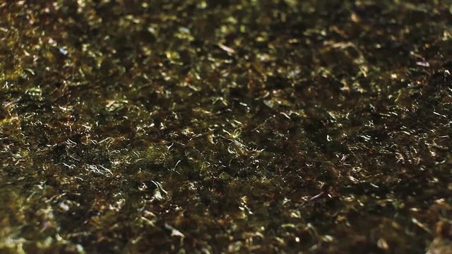 Pyropia Images – Browse 50 Stock Photos, Vectors, and Video | Adobe Stock