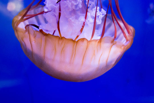 รูปภาพCelenterati – เลือกดูภาพถ่ายสต็อก เวกเตอร์ และวิดีโอ86 | Adobe Stock