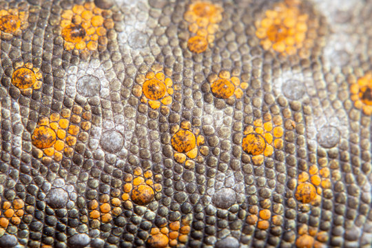 Gecko Skin Images – Browse 17,895 Stock Photos, Vectors, and Video ...