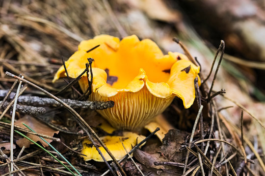 Finferlo Bilder – Durchsuchen 124 Archivfotos, Vektorgrafiken und ...