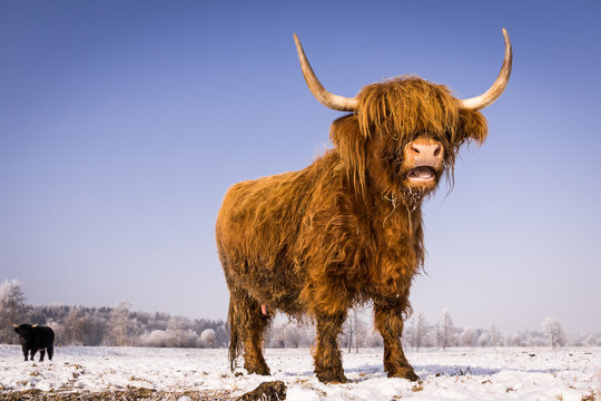 Wildrinder Bilder – Durchsuchen 41,072 Archivfotos, Vektorgrafiken und ...