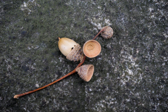 「Eichenast」の画像 - 81 件の Stock 写真、ベクターおよびビデオ | Adobe Stock